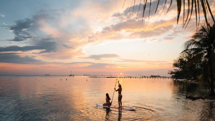 Discover the new Mayan Monkey! - Mayan Monkey News